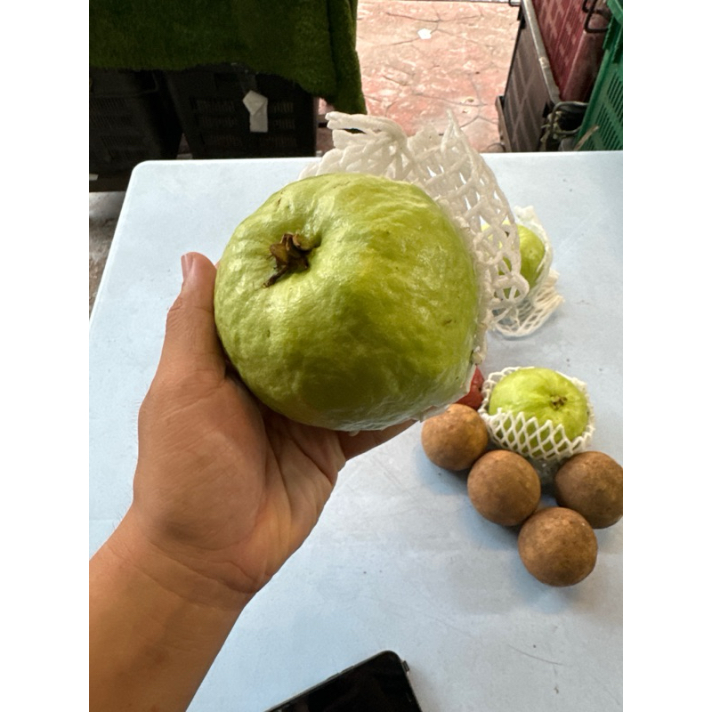 Guava lohan segar sedap (sebiji) | Shopee Malaysia