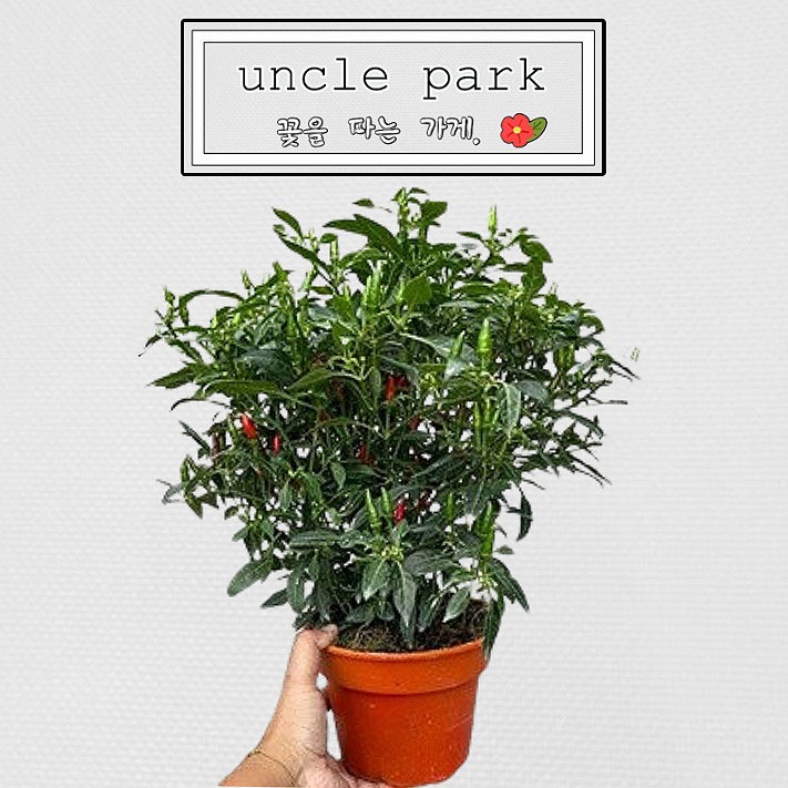 🌶Pokok Cili Api Cili Padi 辣椒树 150mm Pot Edible Live Plant | Shopee Malaysia