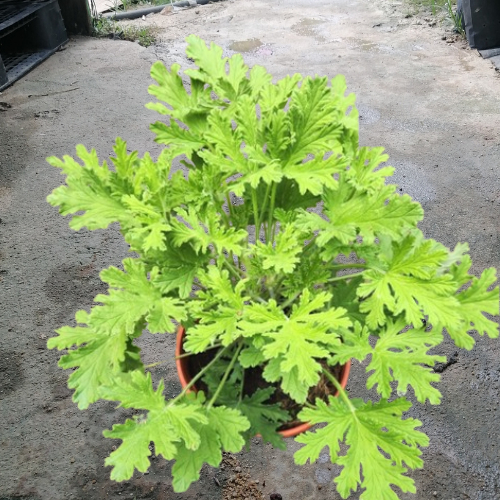 Pokok Halau Nyamuk / Pelargonium Citrosum / Pokok Jerenmin | Shopee ...