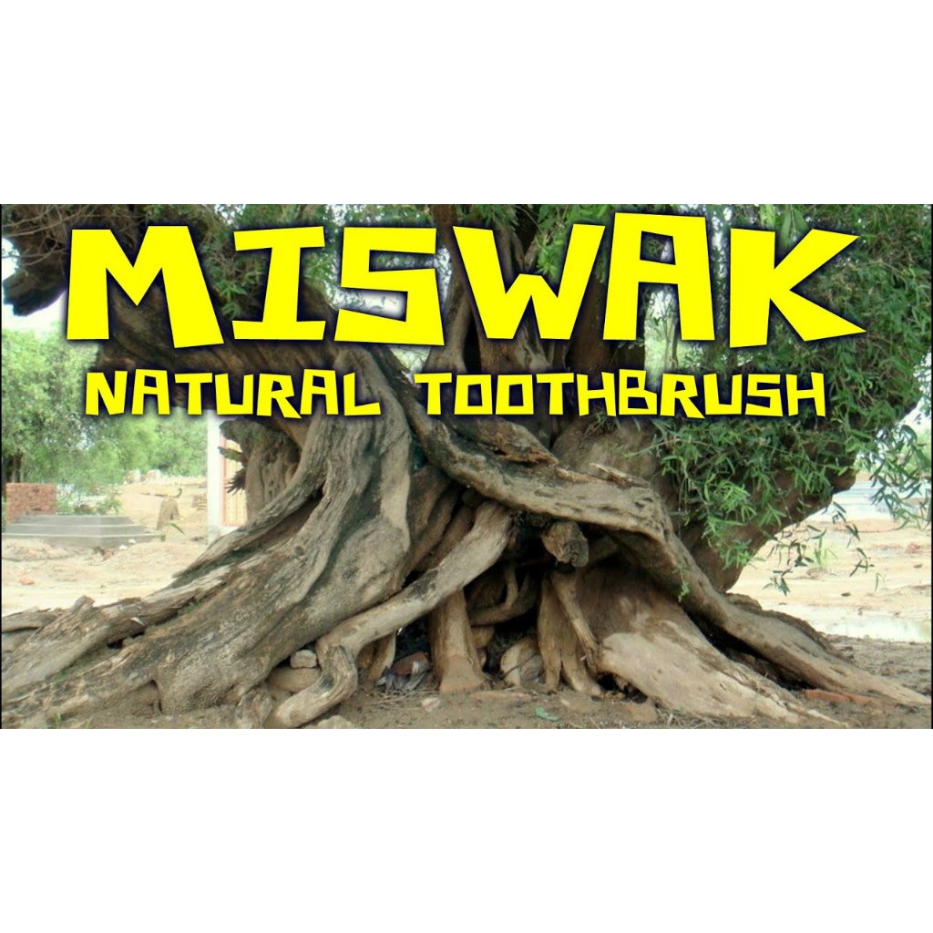 Chewing Sticks stem Miswak Root rough (Salvadora Persica) Pilu Chandni ...