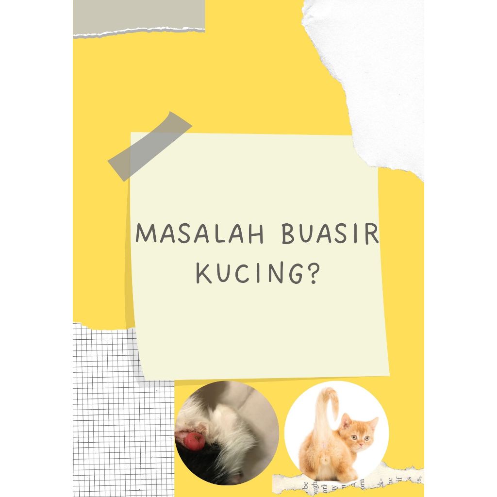 KUCING BUASIR SEMBELIT DAN CIRIT REKTUM TERKELUAR | Shopee Malaysia