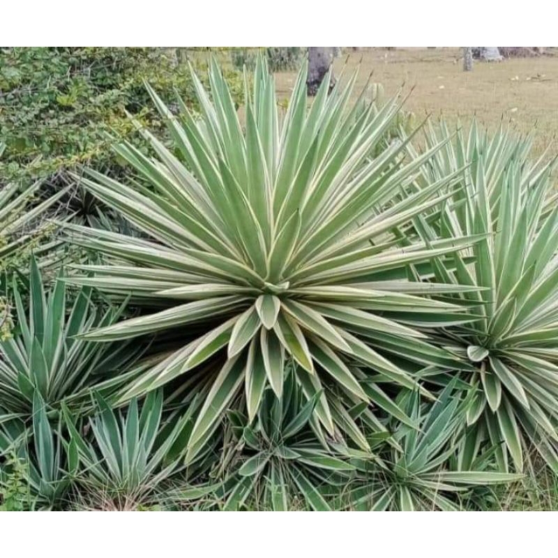 Anak Pokok AGAVE ANGUSTIFOLIA (Caribbean Agave) Dalam Pasu / Polybag ...