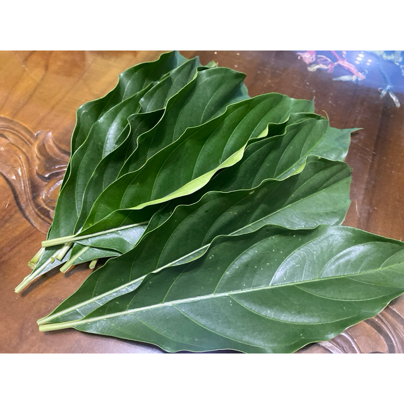 DAUN POKOK MENGKUDU SEGAR (45/80 helai) | Shopee Malaysia