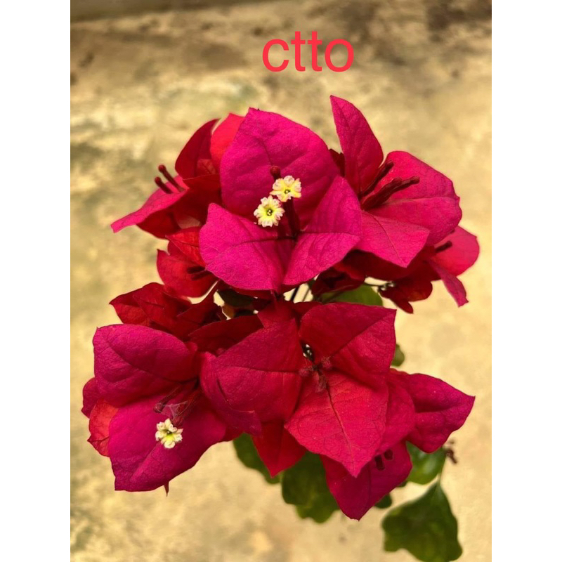 Bougainvillea Id phoenix bunga kertas Phoenix | Shopee Malaysia