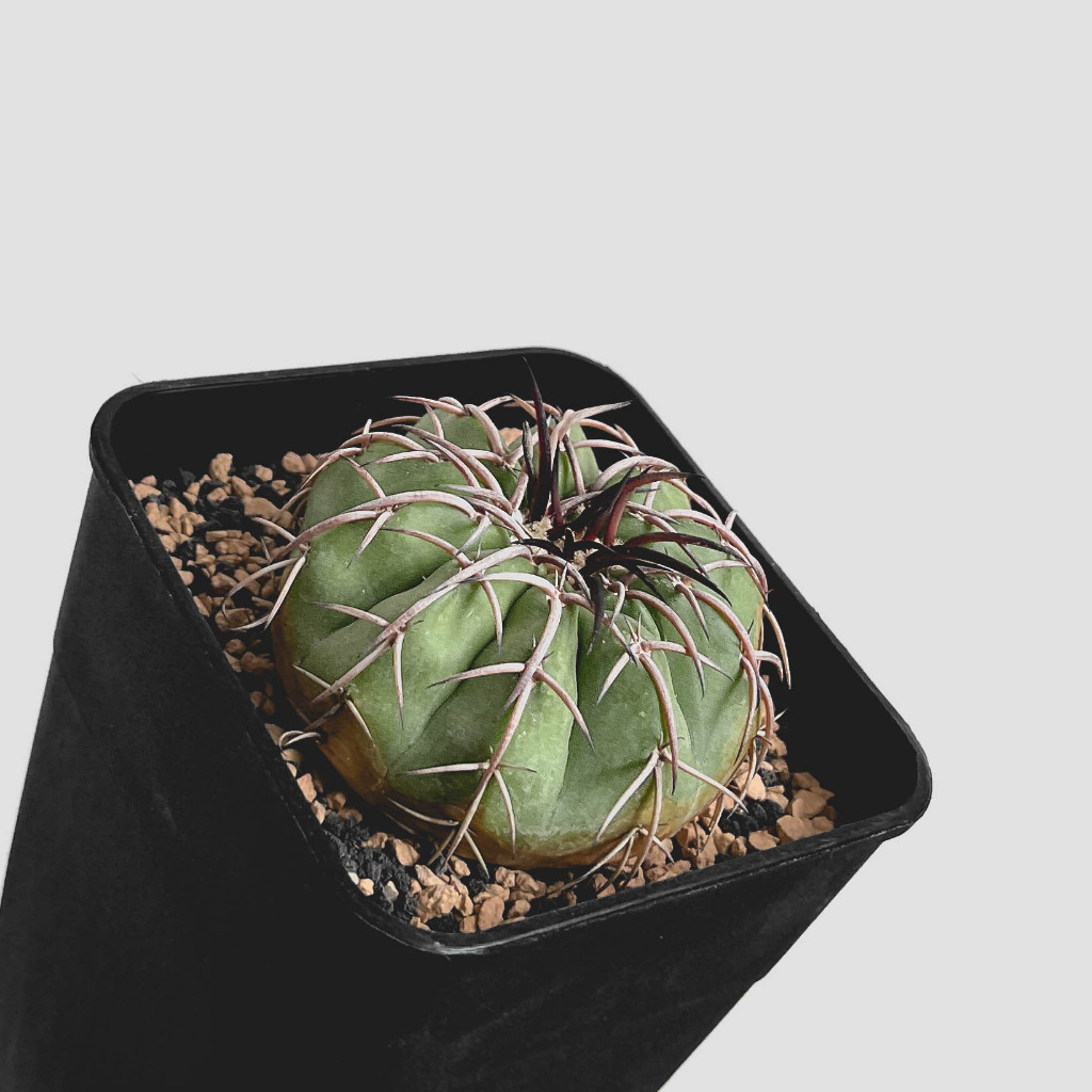 zac.culent - Discocactus latispinus (Cactus Succulent) | Shopee Malaysia