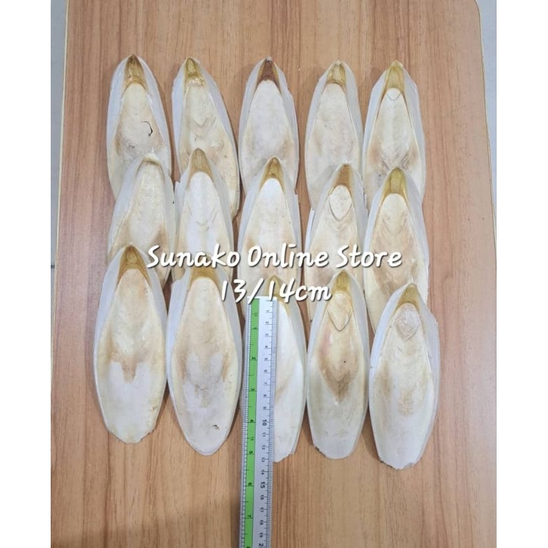 Cuttlefish Bone Tortoise Calcium Supplement Tulang Sotong | Shopee Malaysia