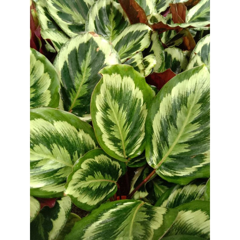 🔥🔥 Calathea Mix No.16🔥🔥 | Shopee Malaysia
