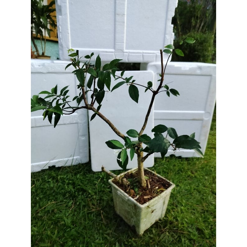 Bonsai jeliti#造型香水梅#Bonsai#anting putri#santalia#pokok#bunga#tree ...