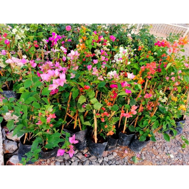 pokok bunga kertas mix color | Shopee Malaysia
