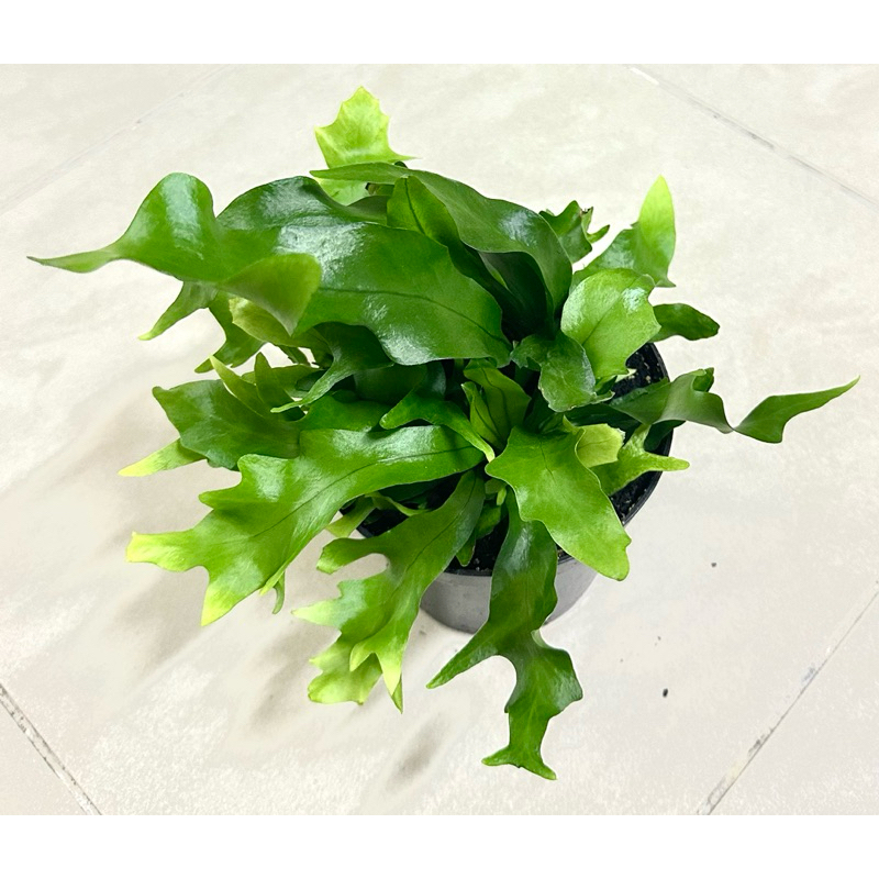 NMS / Microsorum Scolopendrium Fern / 铁角蕨 / 心舌蕨 / Fern / Live Plant ...