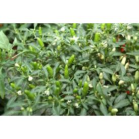 Chili Plant Hot/ Pokok Cili Api 辣椒树 150mm Pot Edible Live Plant ...