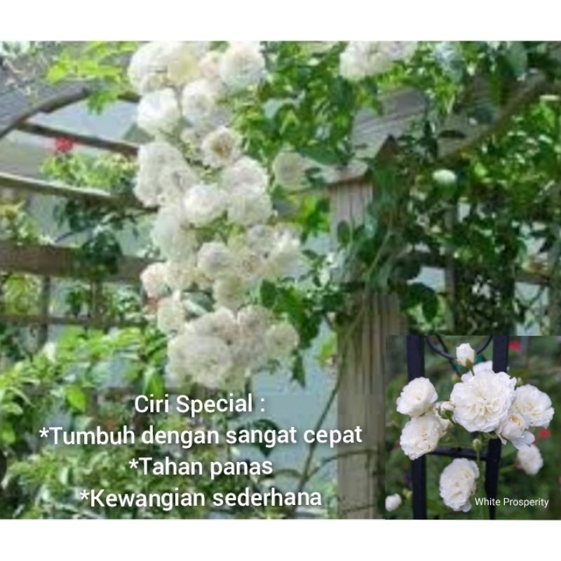 🌹Pelbagai Id I'd Ownroot Climbing English Rose Plant Anak Pokok Ros Mawar Menjalar Memanjat ...