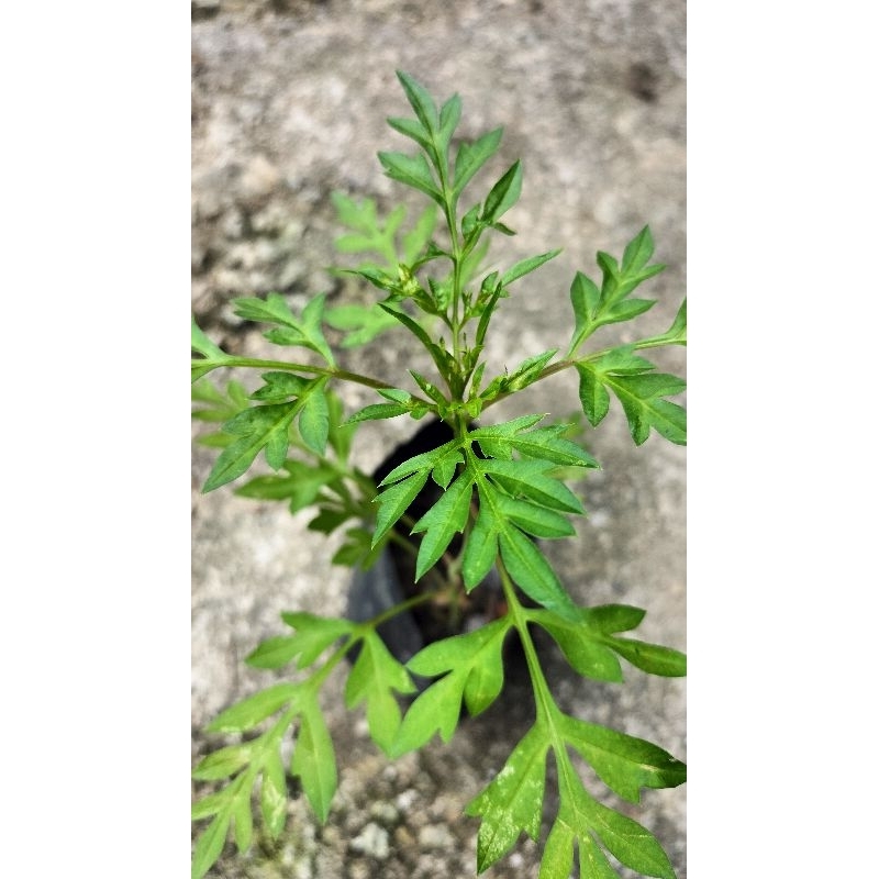 Pokok ulam raja ulam | Shopee Malaysia