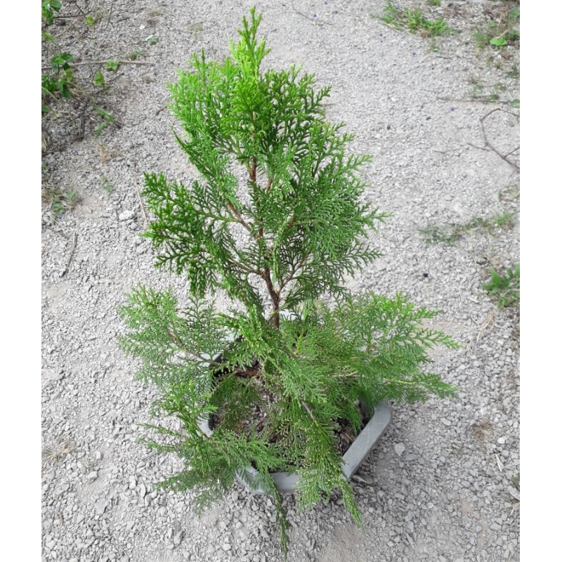 Anak Pokok Pine Jenis Macam Gambar | Shopee Malaysia