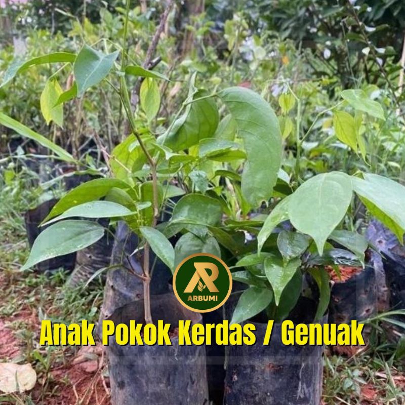 Pokok Kerdas/ Genuak (Pokok subur) | Shopee Malaysia