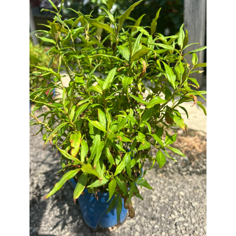 Kesum Masak Laksa : Kesum Dalam Pasu : Daun Kesum | Shopee Malaysia