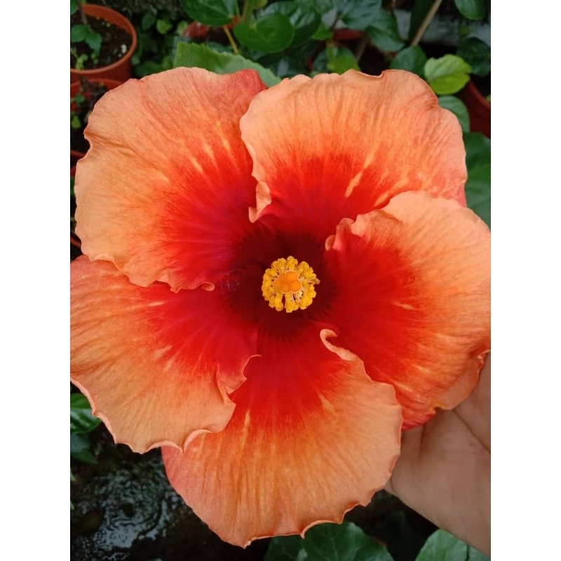 BUNGA RAYA HIBRID MIX | Shopee Malaysia