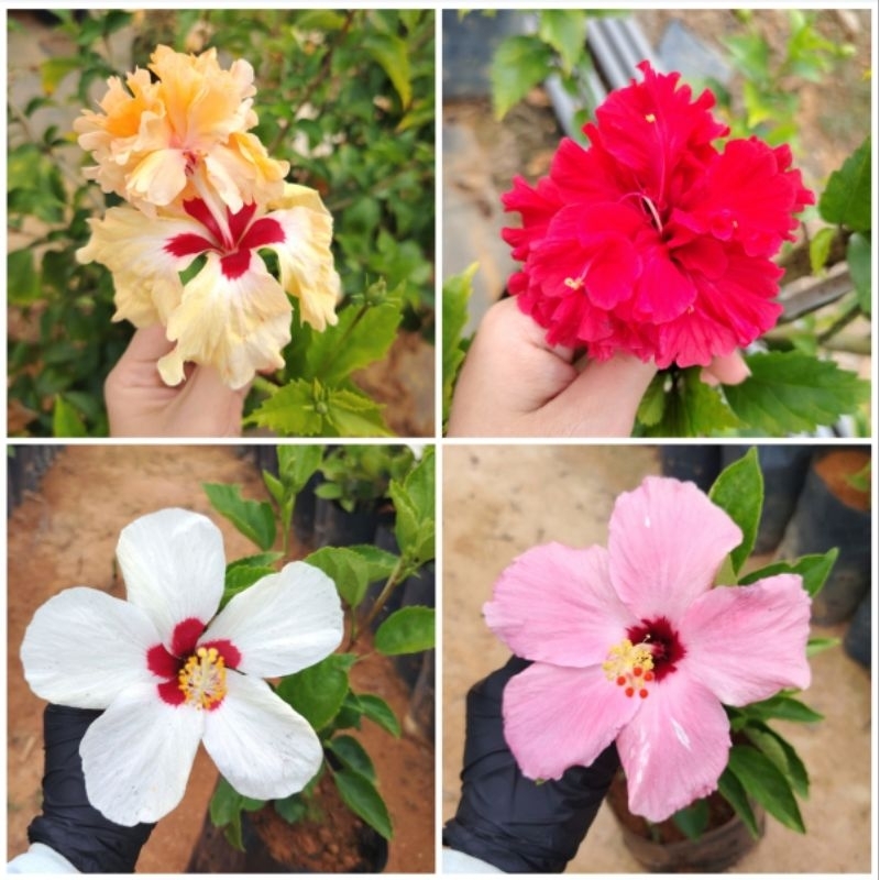 MOVEE - Real live plant [Bunga Raya] Hibiscus (Poly bag 8x9) | Shopee ...
