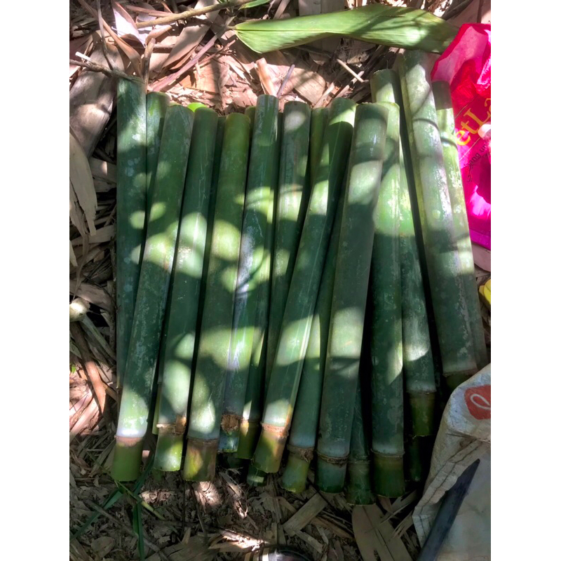 Buluh Lemang Segar 10pcs (Ready Stock) | Shopee Malaysia