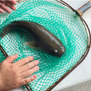 GM Seafood Fresh Wild Caught Soon Hock Fish | Shopee Malaysia