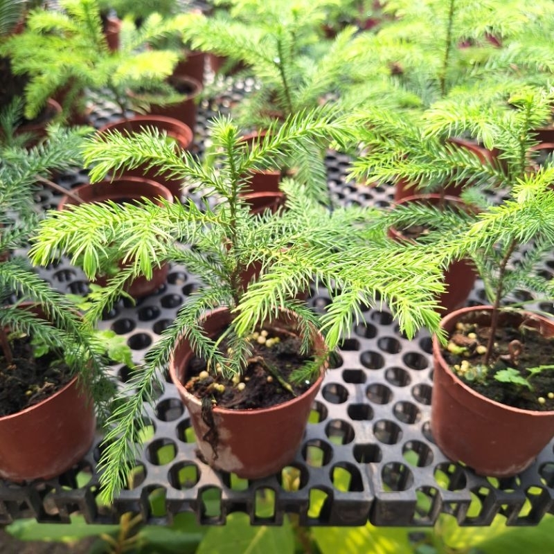 hongkong pine tree/ dekorasi tamanan/ pokok hidup | Shopee Malaysia