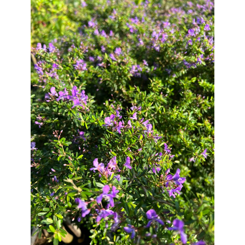 Bongsai Vietnam Bluebell / Vietnamese Blue Bell Tree (Trifidacanthus ...