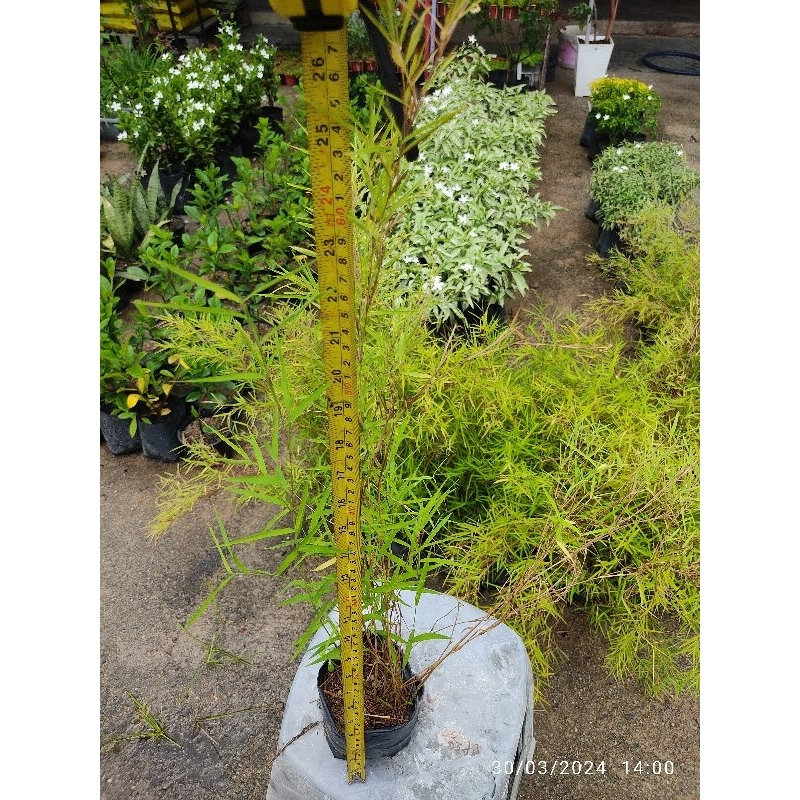 POKOK BULUH PERINDU @ bamboo grass. | Shopee Malaysia