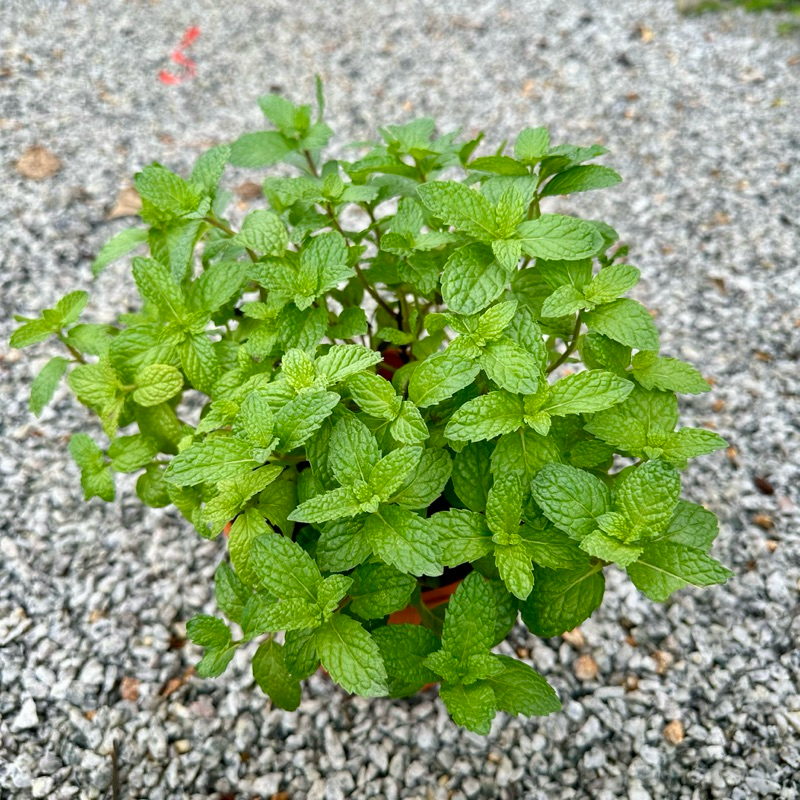 🔥HERB🔥 POKOK PUDINA / Peppermint tree / Mint / Pudina Tree / English ...