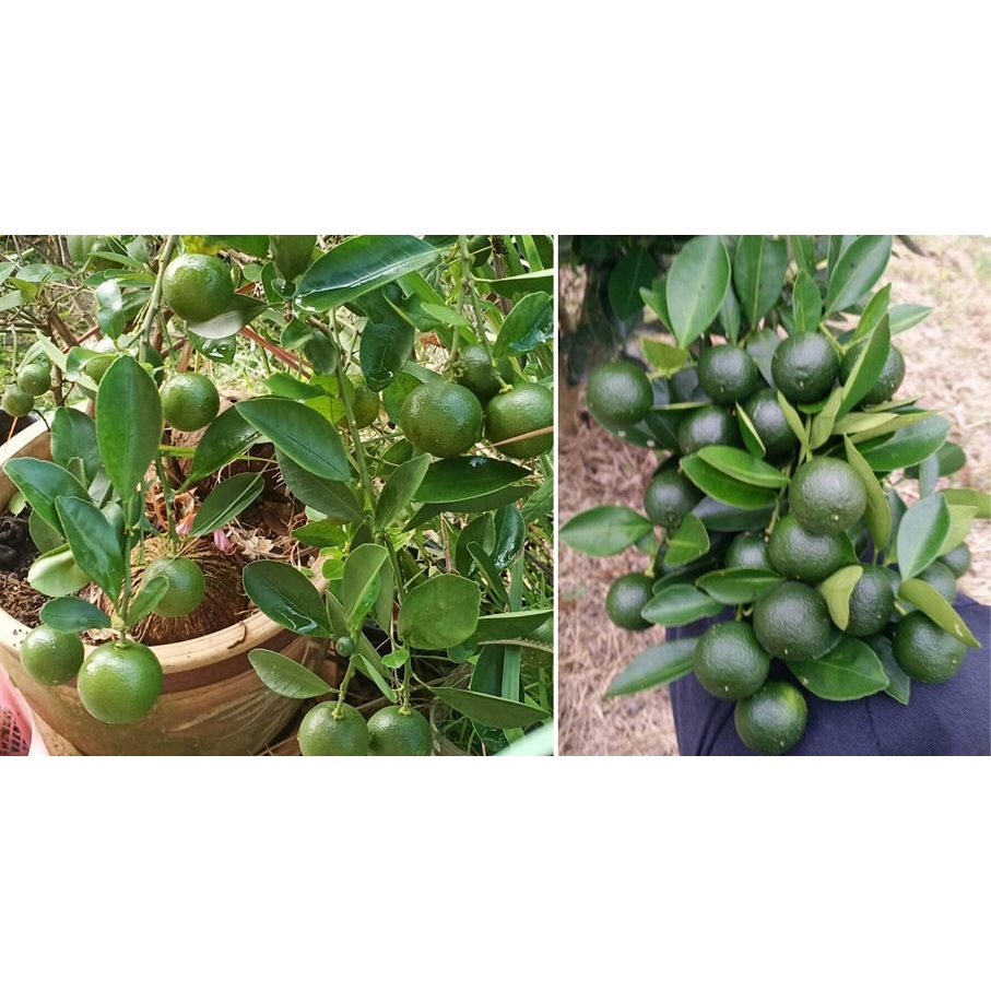 Anak pokok limau kasturi berbuah besar-RN Agro | Shopee Malaysia