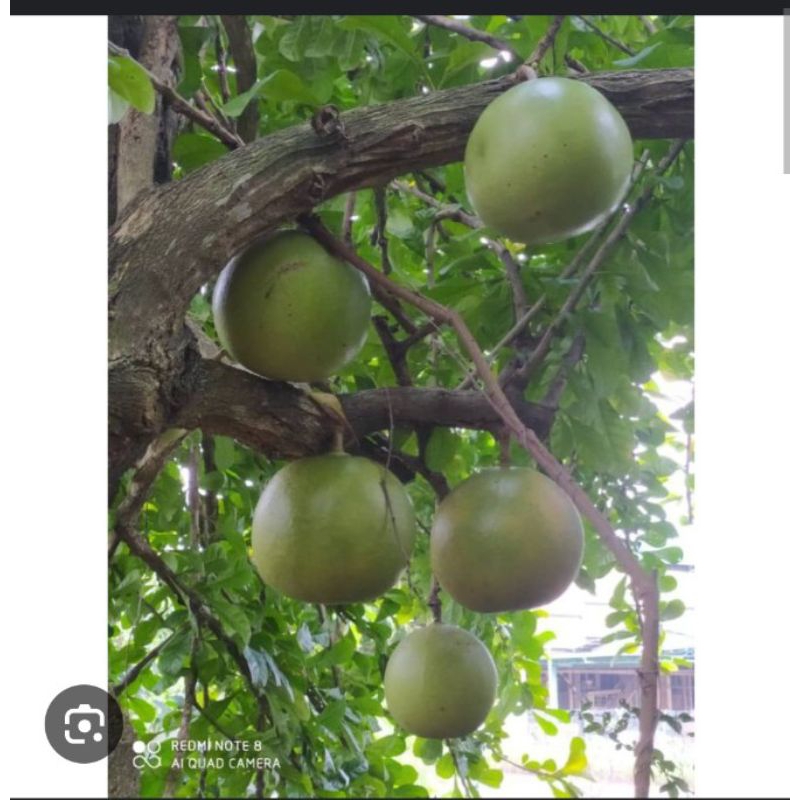 buah labu kayu delima batu segar fresh ubat tradisional cancer detoxic ...