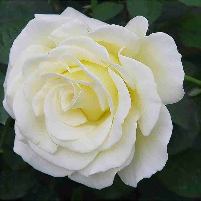White Roses 10 seeds biji benih ros putih untuk ditanam dihalaman rumah ...