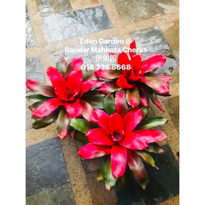 Neoregelia Magali ( 積水风梨/bromeliad ) | Shopee Malaysia