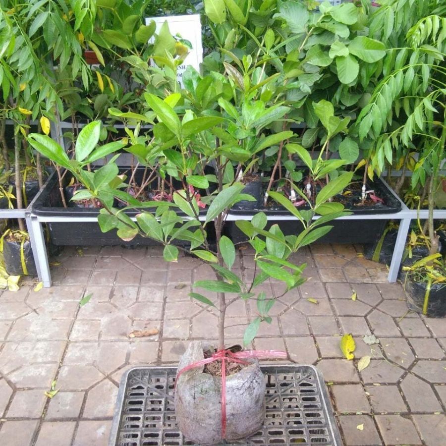 Anak Pokok Cherry Merah yang sangat jarang ditemui kini boleh didapati ...