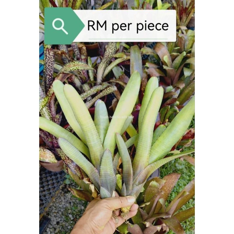 Bromeliad Neoregelia Cruenta Selecta aka Sun King Pup | Shopee Malaysia