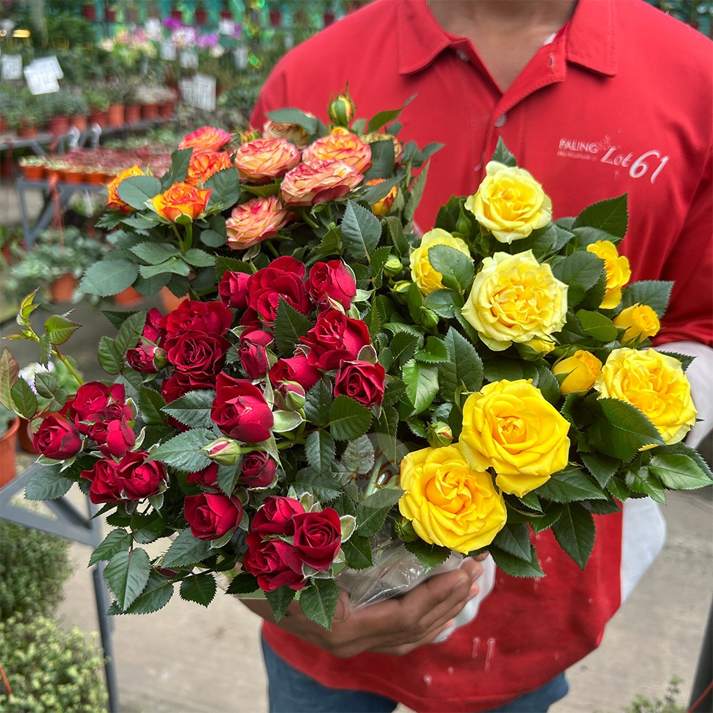 [Paling Horticulture Sdn Bhd] Pokok Ros Hidup | Rose Flower 玫瑰 - Pokok ...