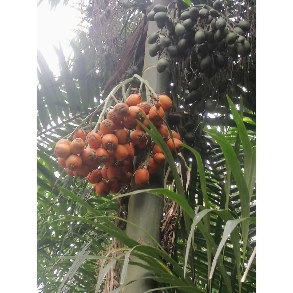 Buah pinang masak , 600gm , utk makan dengan sireh (herba) | Shopee ...