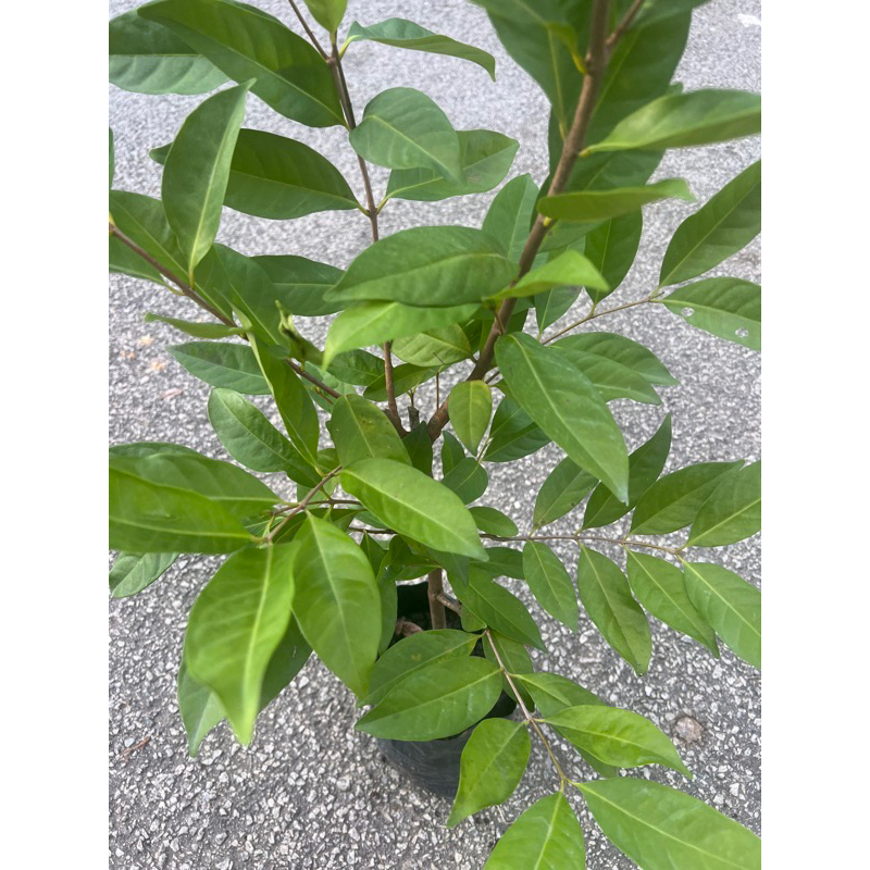 Daun Salam : Bay Leaf Banyak Daun Rimbun | Shopee Malaysia