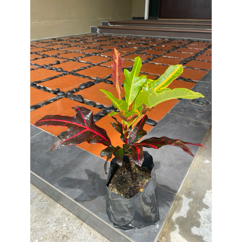 Pokok bunga puding tapak itik | Shopee Malaysia