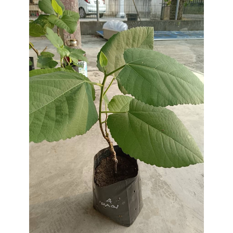 ANAK POKOK TIN IRAQI / IRAQI FIG TREE | Shopee Malaysia