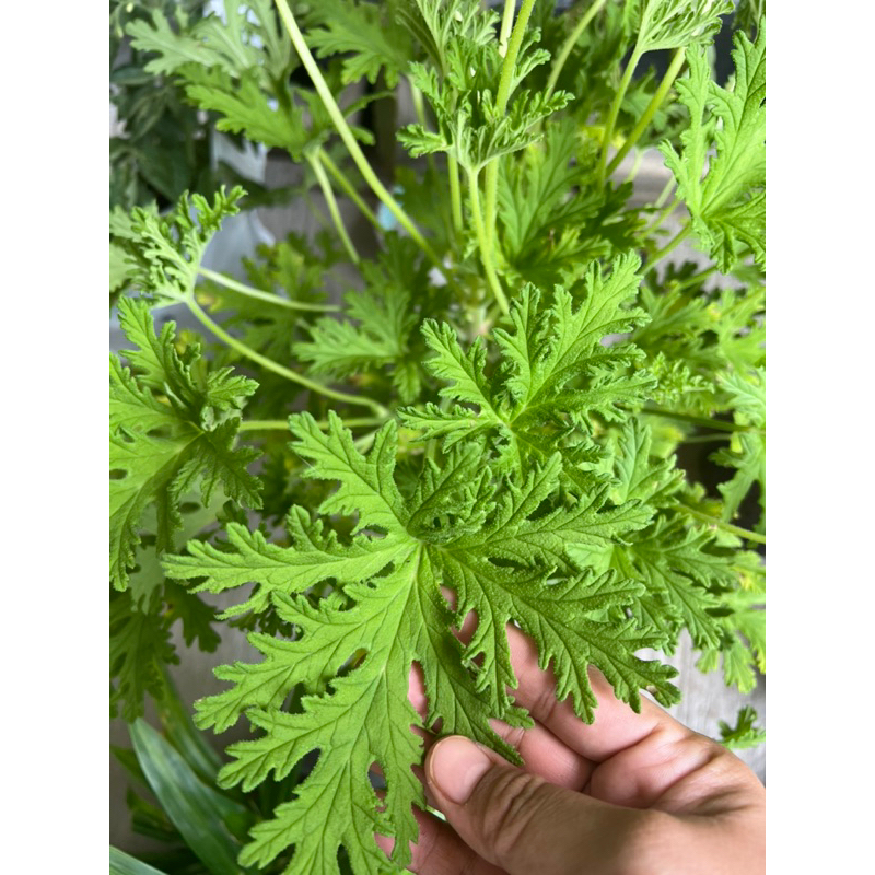 Jeremin Plant : Mosquito Repellant : Pokok Halau Nyamuk | Shopee Malaysia