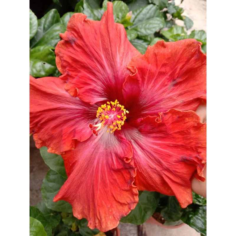 🔥🔥Bunga Raya Hybrid No.67🔥🔥 | Shopee Malaysia