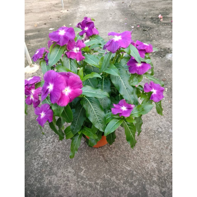 Pokok Bunga Vinca/Periwinkle Jenis Tegak Color Purple | Shopee Malaysia