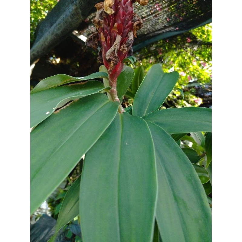 anak pokok crepe ginger, setawar hutan /setawar bunga putih | Shopee ...