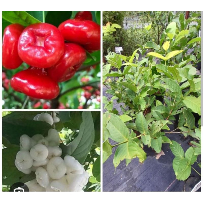 Pokok Jambu bertih merah/putih | Shopee Malaysia