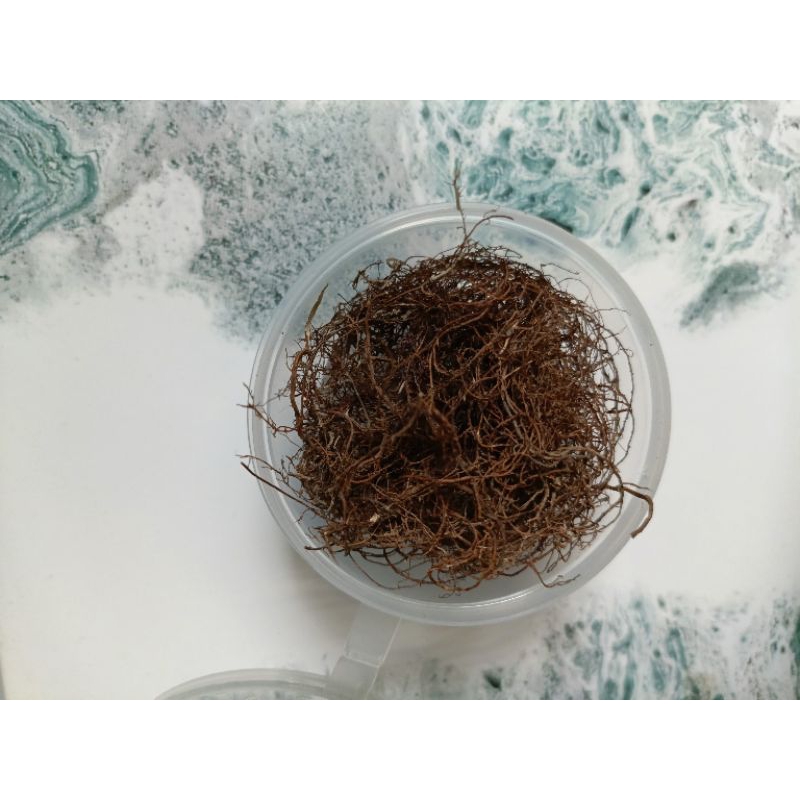 Akar cenuai emas untuk dimaharkan | Shopee Malaysia
