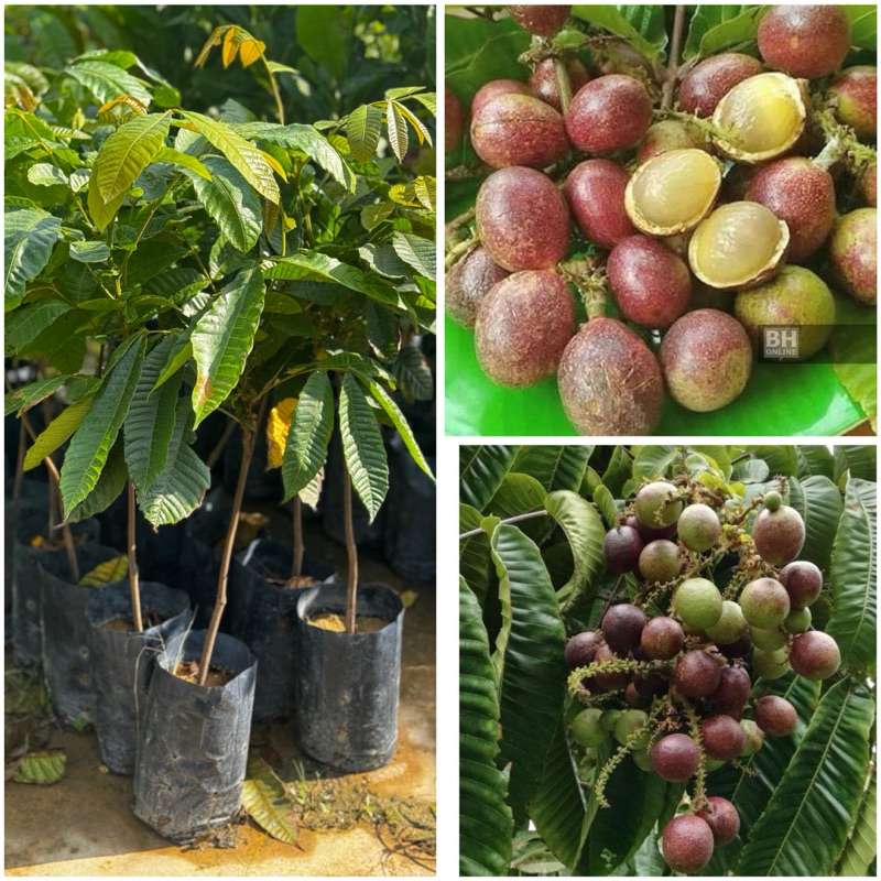 Anak pokok matoa merah /longan brazil cepat berbuah | Shopee Malaysia