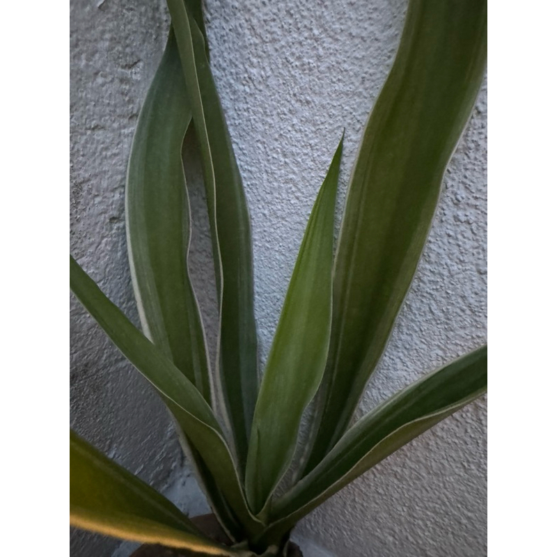 Agave Americana Real Plant| Pokok Tunjuk Langit Kelompang Telur ...