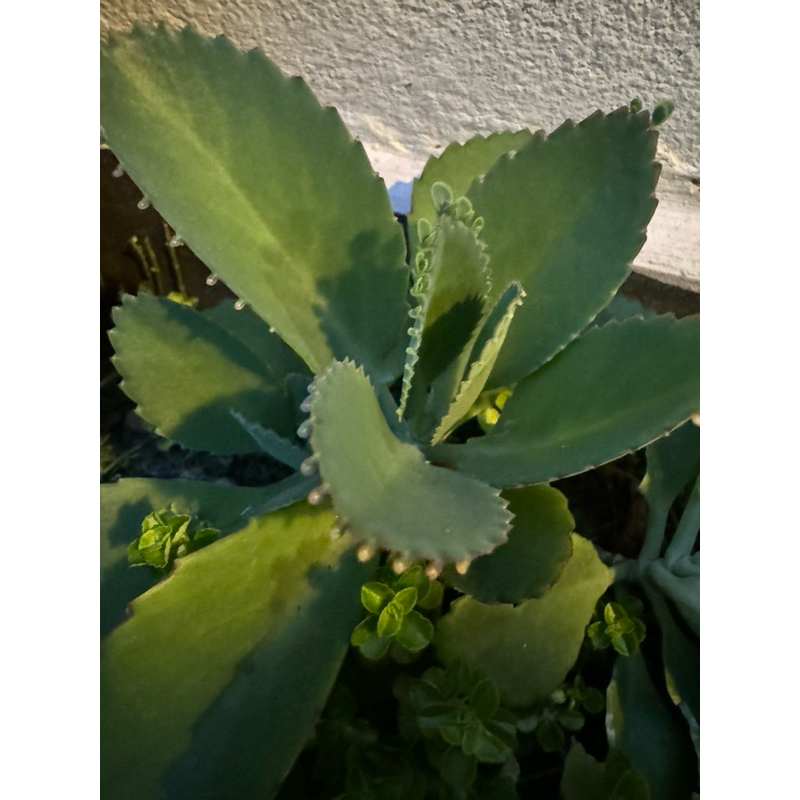 Succulent Agave Real Live Plant Pokok Hidup 落地生根肉肉植物 | Shopee Malaysia