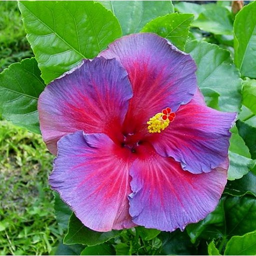 Anak Pokok Bunga Raya/Hibiscus Hibrid/Hybrid Impot Season 4 | Shopee ...