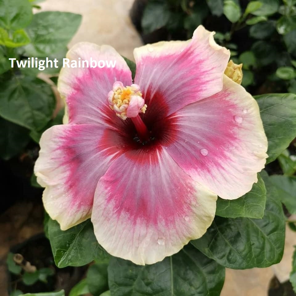 Anak Pokok Bunga Raya/Hibiscus Hibrid/Hybrid Impot Season 3 | Shopee ...